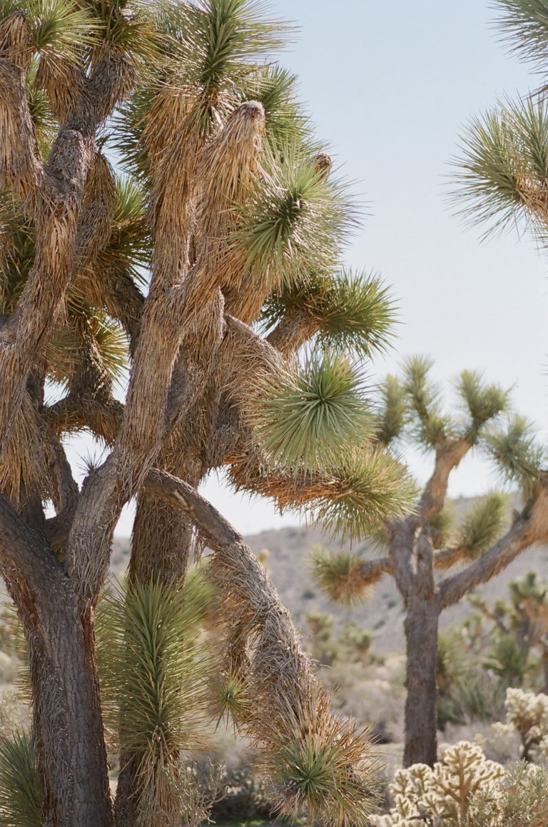 Photo Native 2019, Savan shoot - kimskinnerphotography.com